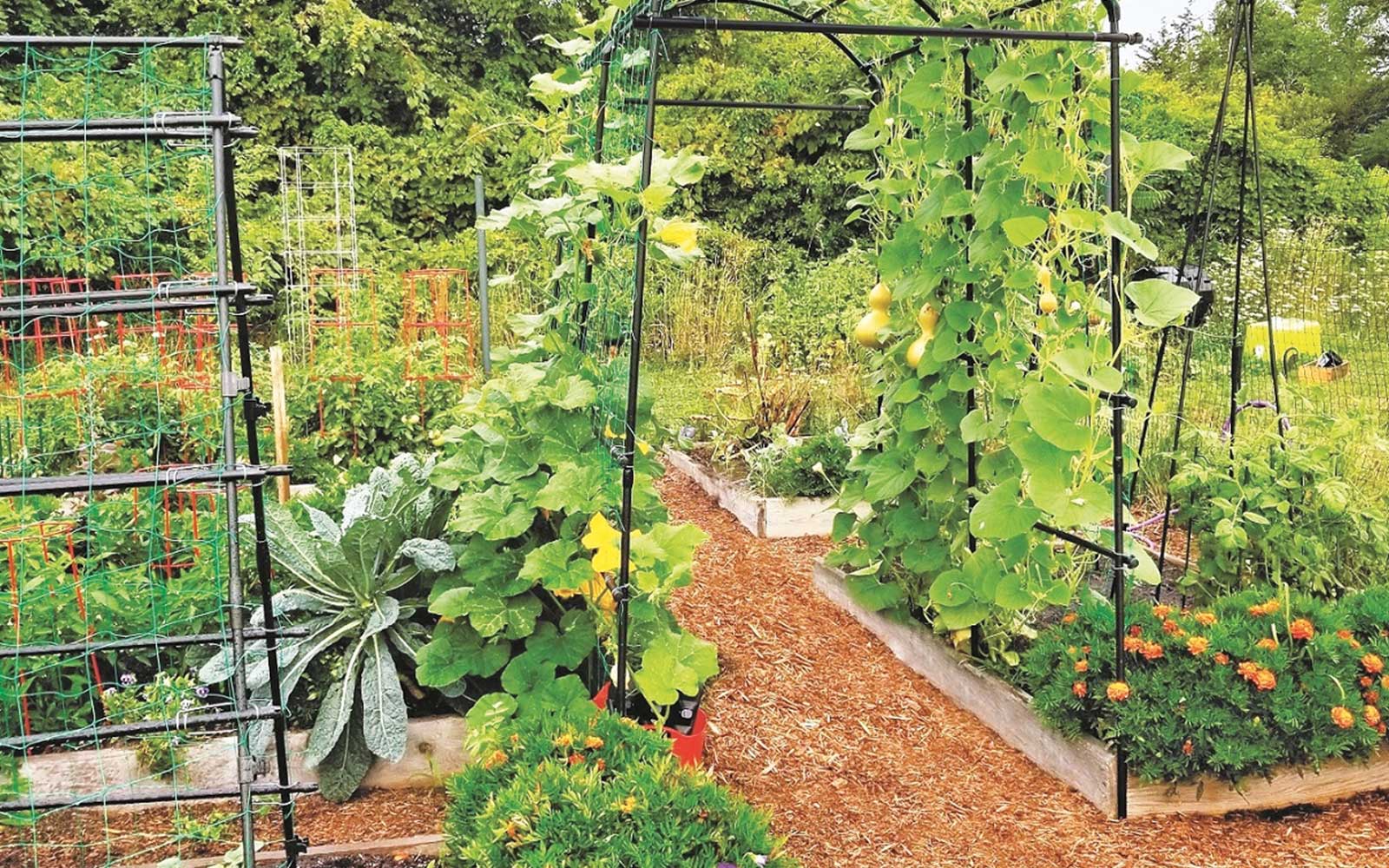 Planning and Designing a Productive Vegetable Garden | Bellingham Alive