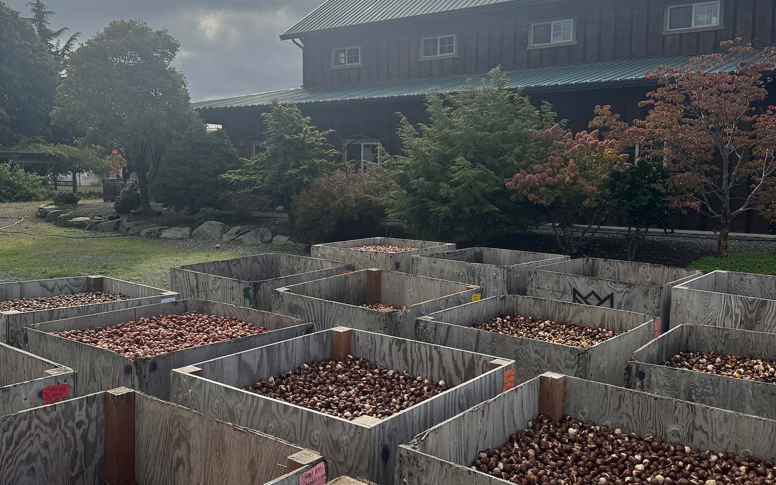 Brand New Tulip Field Opens for Festival | Skagit Acres | Bellingham Alive