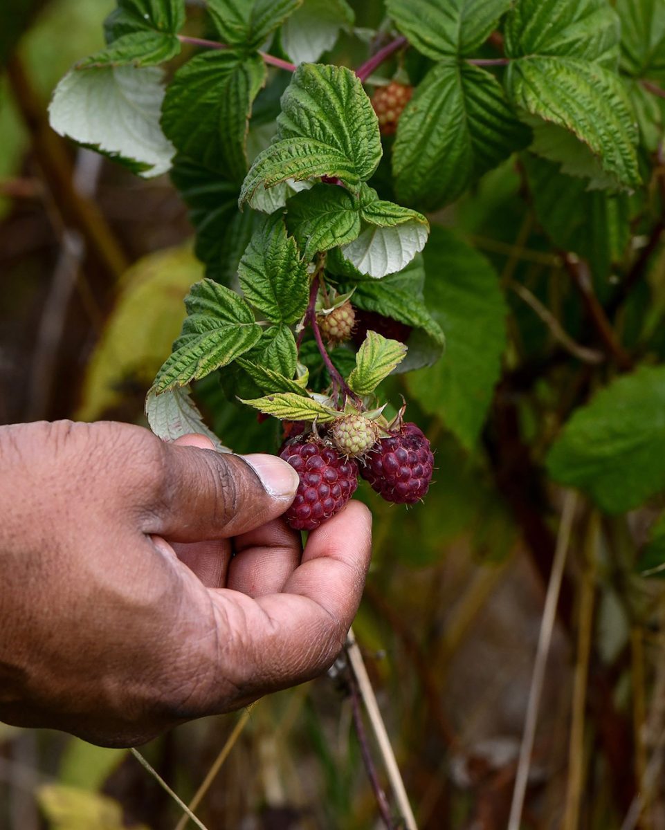 Find the Fresh in Your Food | Sustainable Connections’ September Eat ...