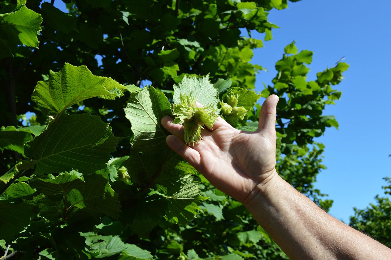 The Family-Farmed PNW Crop You Don’t Know About | Holmquist Hazelnut ...