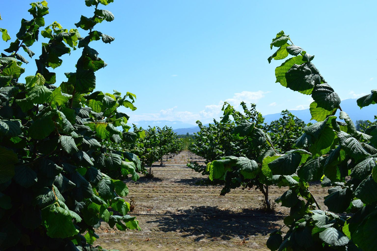 The Family-Farmed PNW Crop You Don’t Know About | Holmquist Hazelnut ...