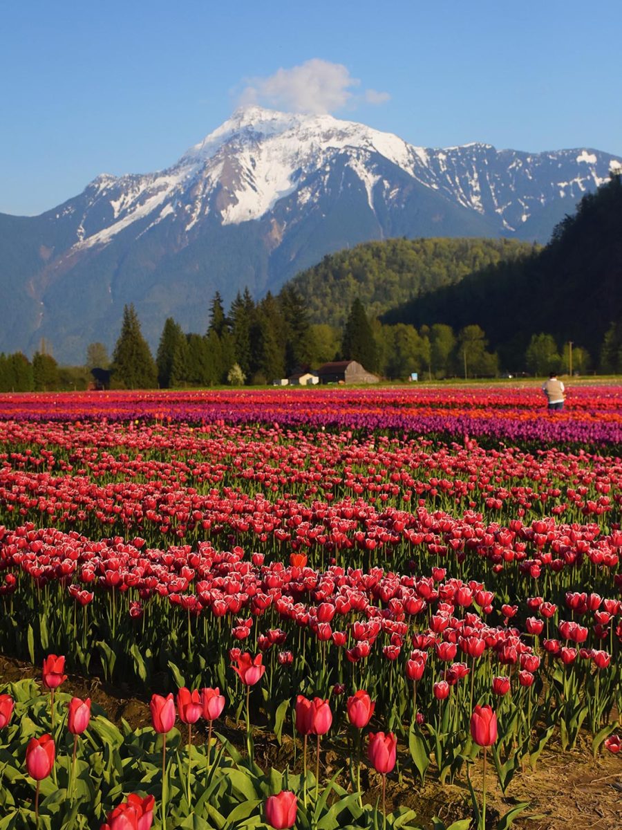 Tiptoe Through the Tulips | Harrison Tulip Festival | Bellingham Alive